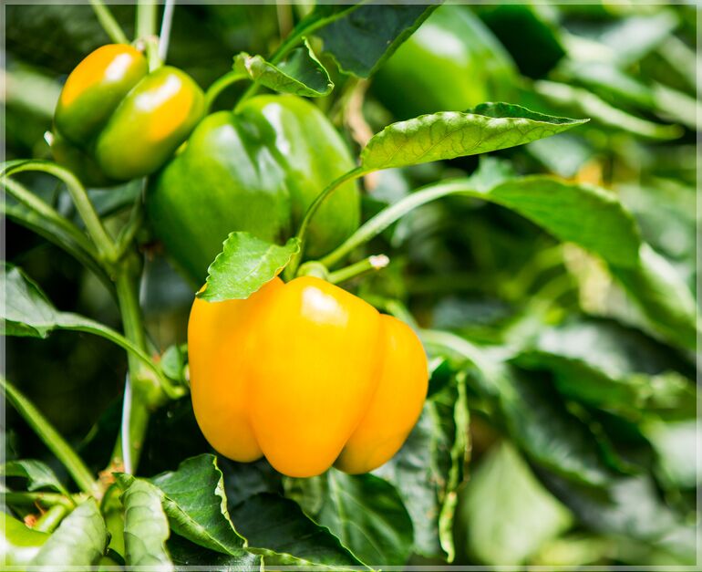 Capsicum Yellow (Bell Pepper) - (Pack of 50 Seeds) - GardenHunt