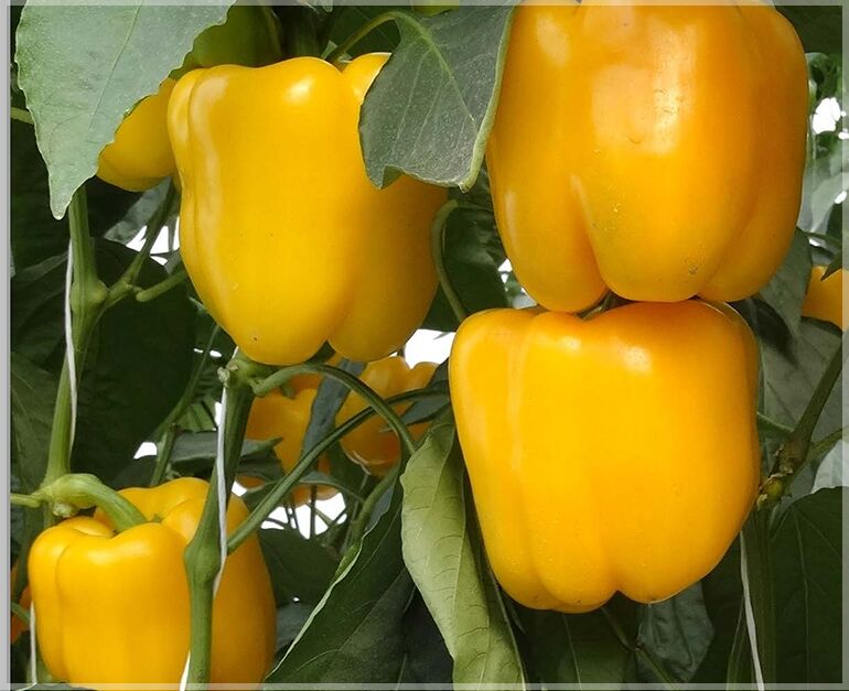 Capsicum Yellow (Bell Pepper) - (Pack of 50 Seeds) - GardenHunt